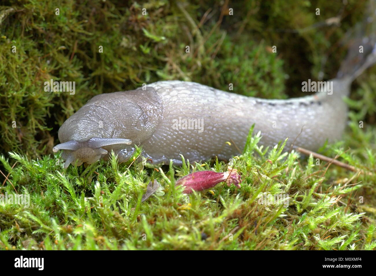 Keelback slug, Limax cinereoniger Stock Photo - Alamy