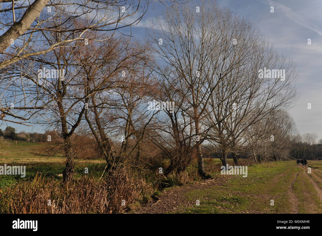 Trees in the park of the valley of caffarella Stock Photo - Alamy