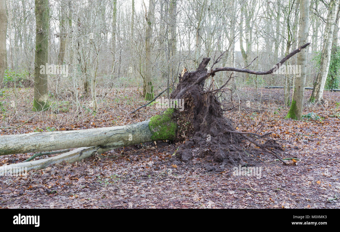 Fallen tree in a dutch forest - Storm Stock Photo - Alamy