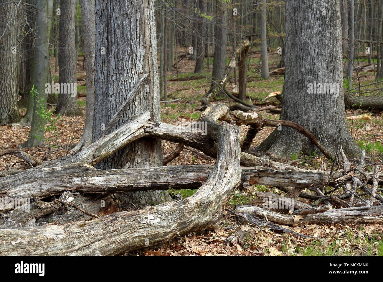 Down trees in Michigan forest Stock Photo - Alamy