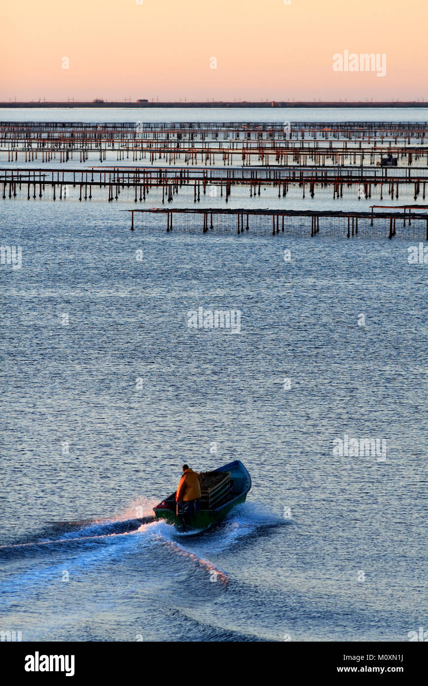 Oyster parks, shellfish farmer on his boat. View from Bouzigues ...