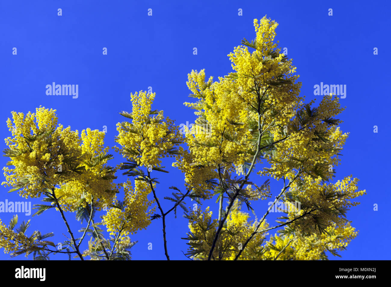 Mimosa blooms hi-res stock photography and images - Alamy