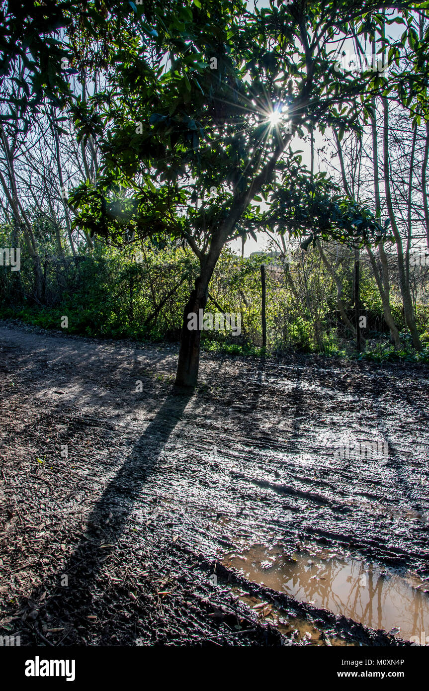 Dirt path with puddle and mud, tree with branches with green leaves in ...