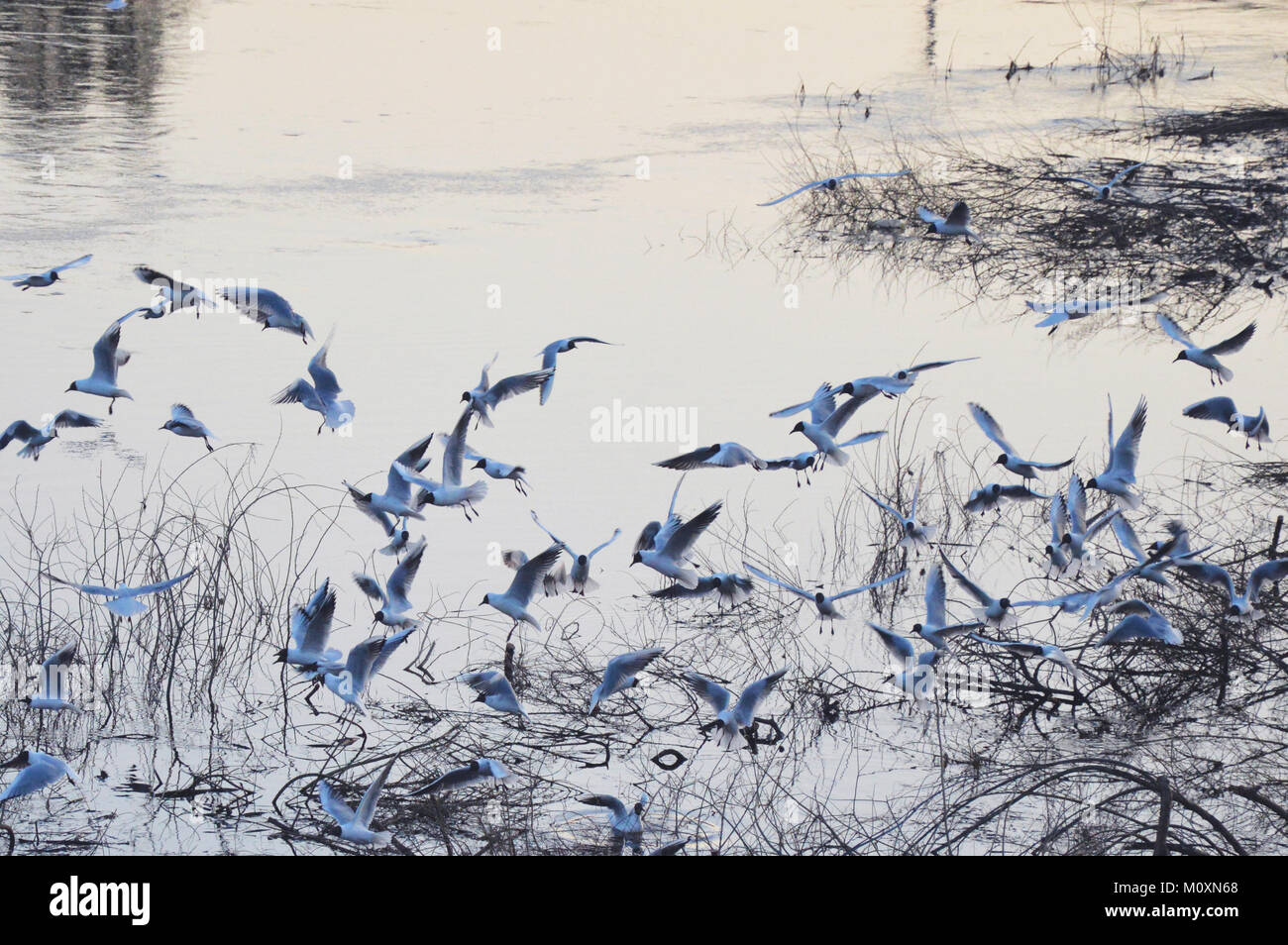 Riverside birds hi-res stock photography and images - Alamy