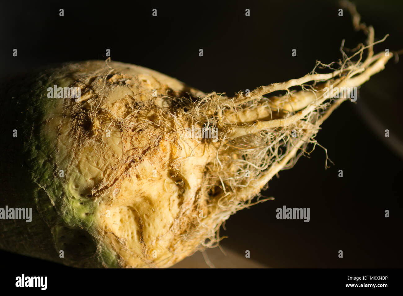 Brassica_napus hi-res stock photography and images - Alamy