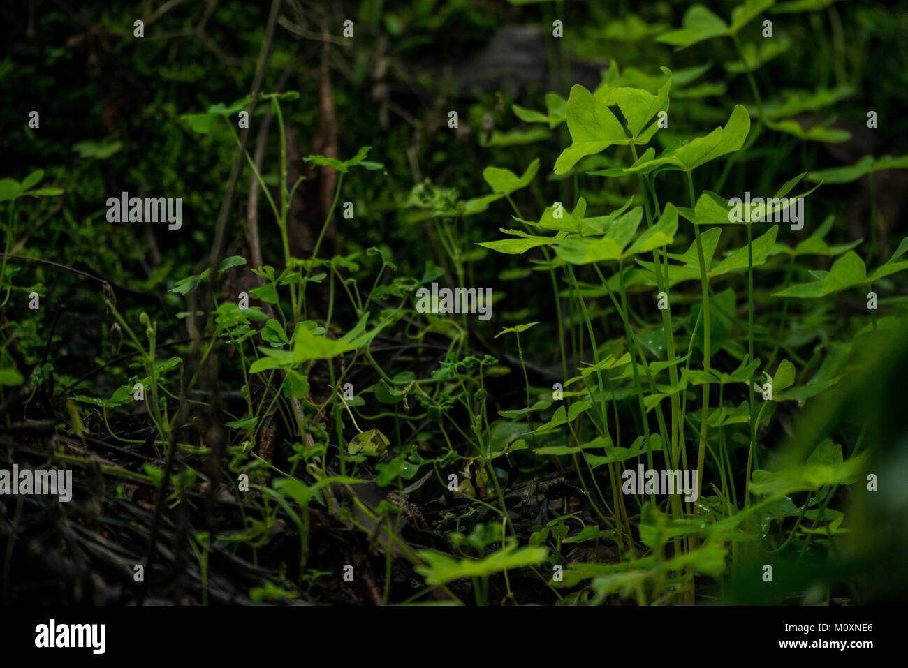 Dense undergrowth in the monsoons of the Western Ghats in India Stock ...