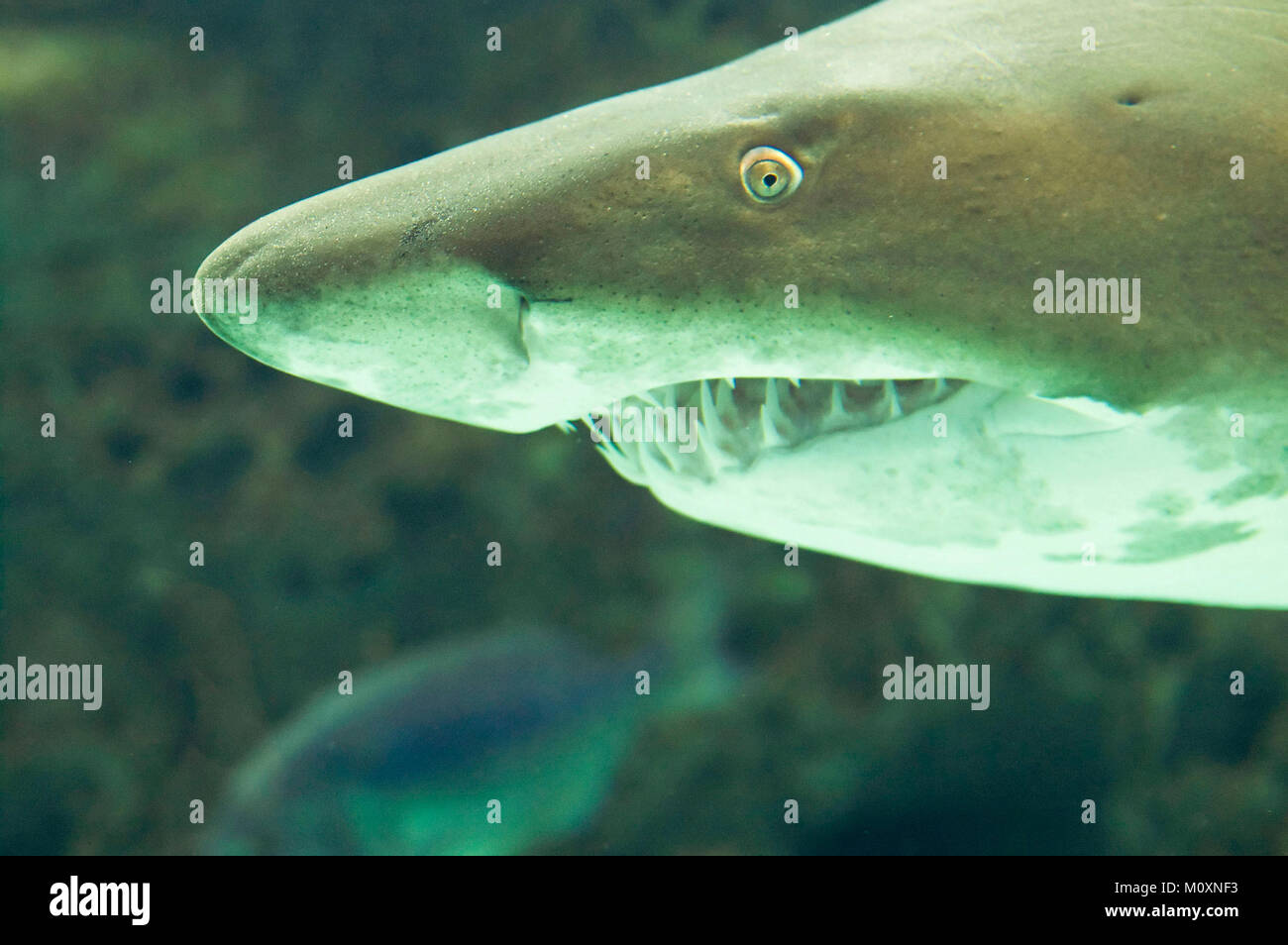 Portrait of shark Stock Photo - Alamy