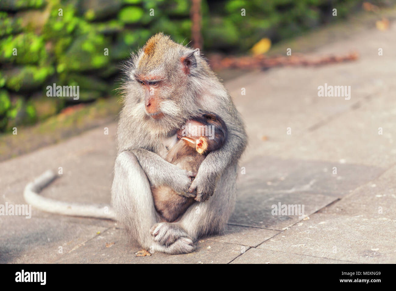 Beautiful calm monkey with newborn sitting on pavement in park Stock ...