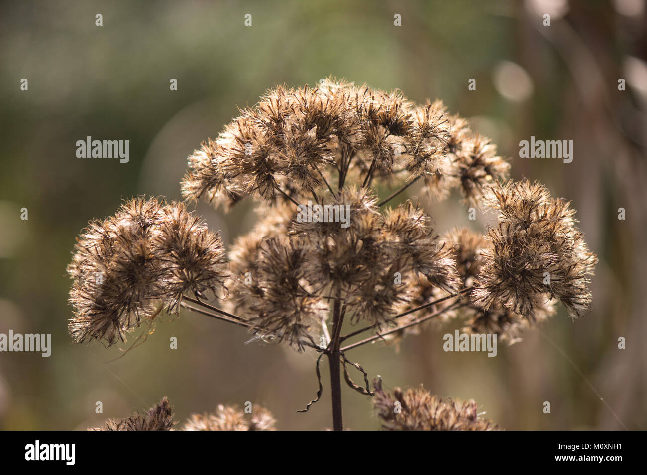 Fall preserved hi-res stock photography and images - Alamy