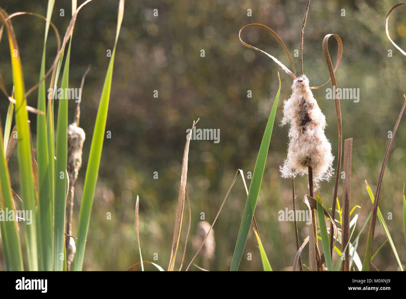 Fall cattail hi-res stock photography and images - Alamy