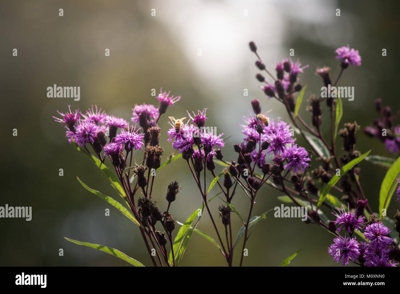 Swamp sunflower hi-res stock photography and images - Alamy