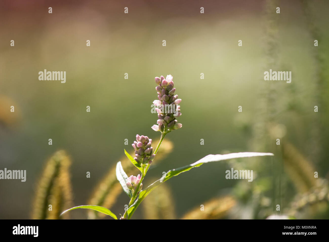 Bristlegrass plains bristle grass plains hi-res stock photography and ...