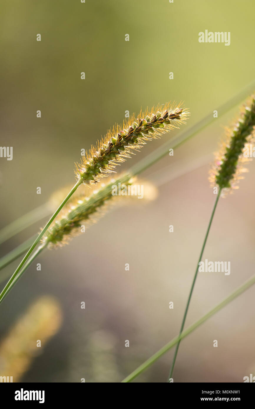 Bristlegrass plains bristle grass plains hi-res stock photography and ...