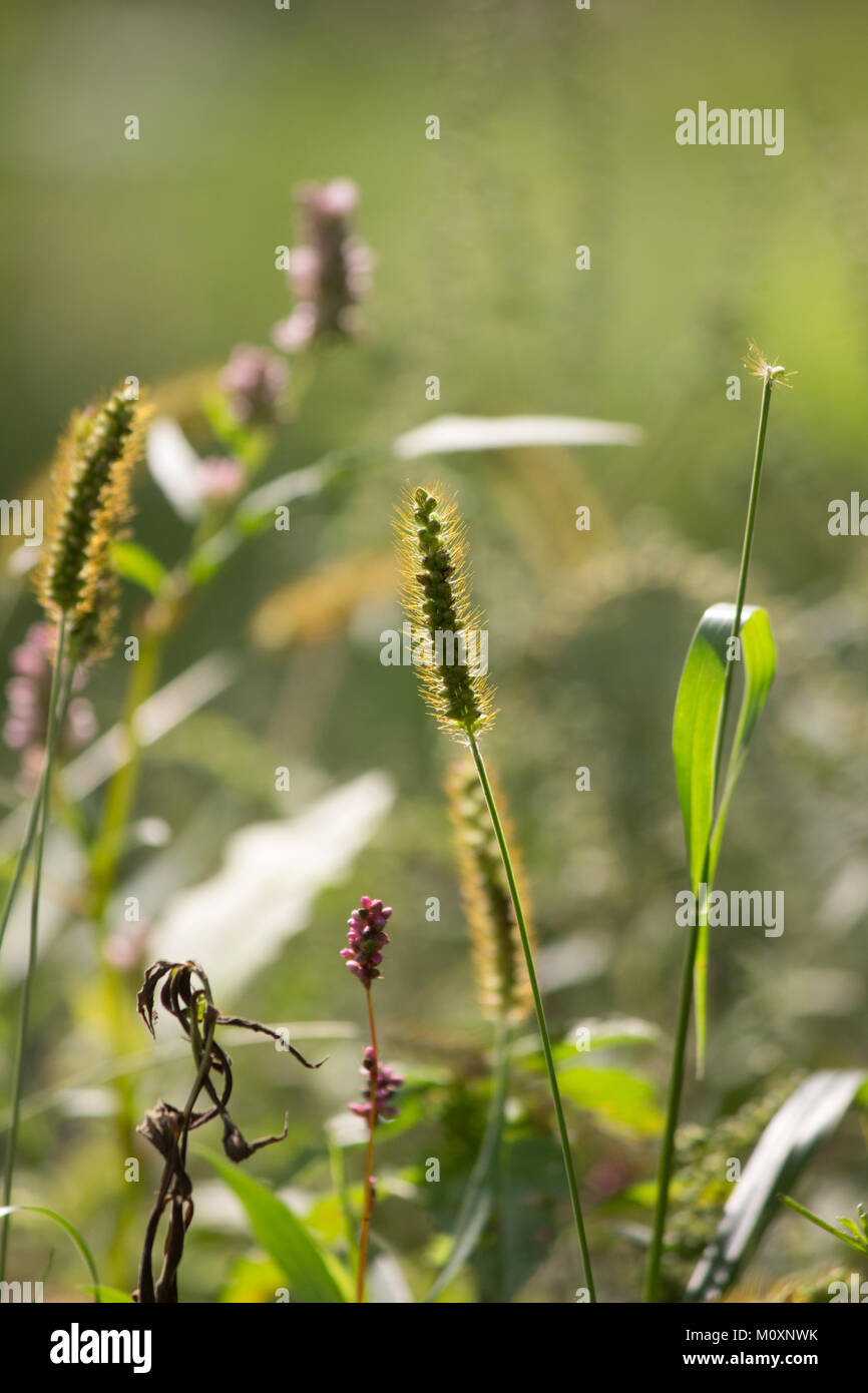 Bristlegrass plains bristle grass plains hi-res stock photography and ...
