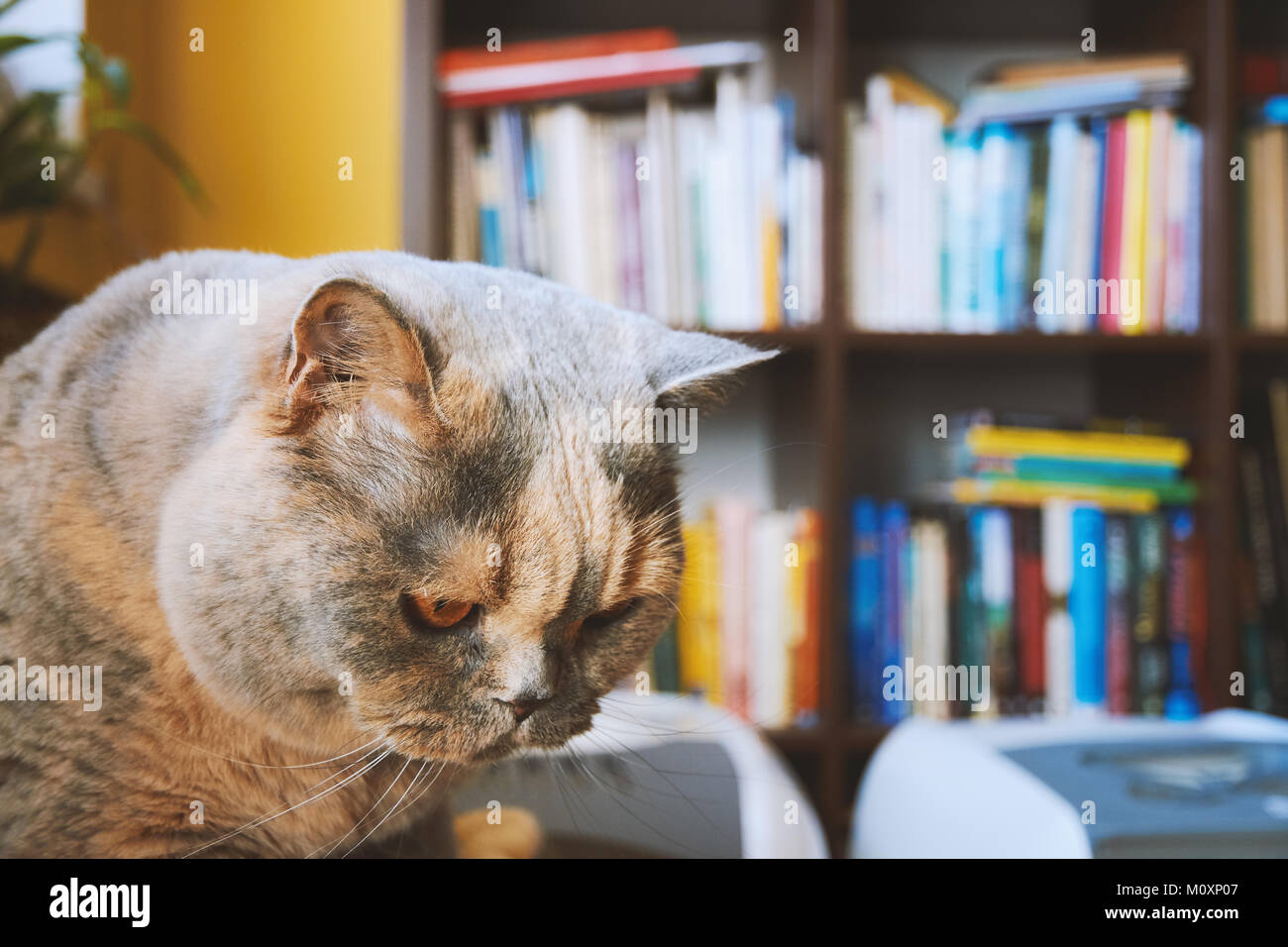 Portrait of a British cat head with a blurred library with books and a ...