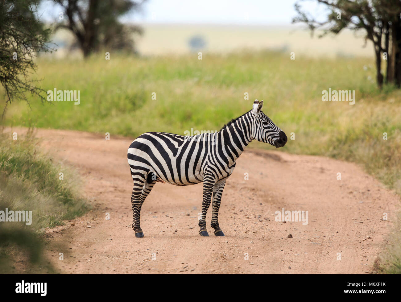 Plains zebra known common hi-res stock photography and images - Alamy