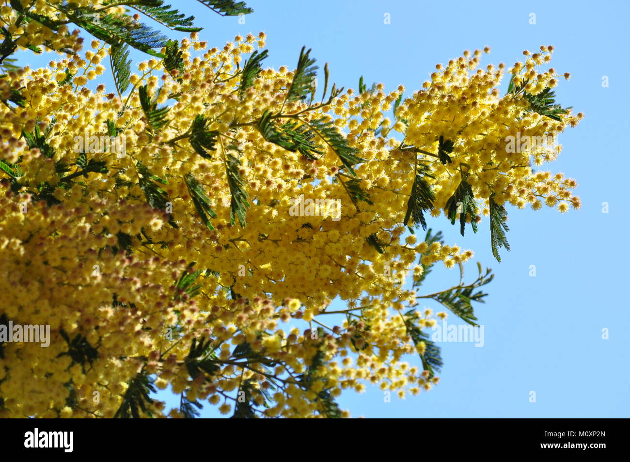 Mimosa flowers on branch Stock Photo - Alamy