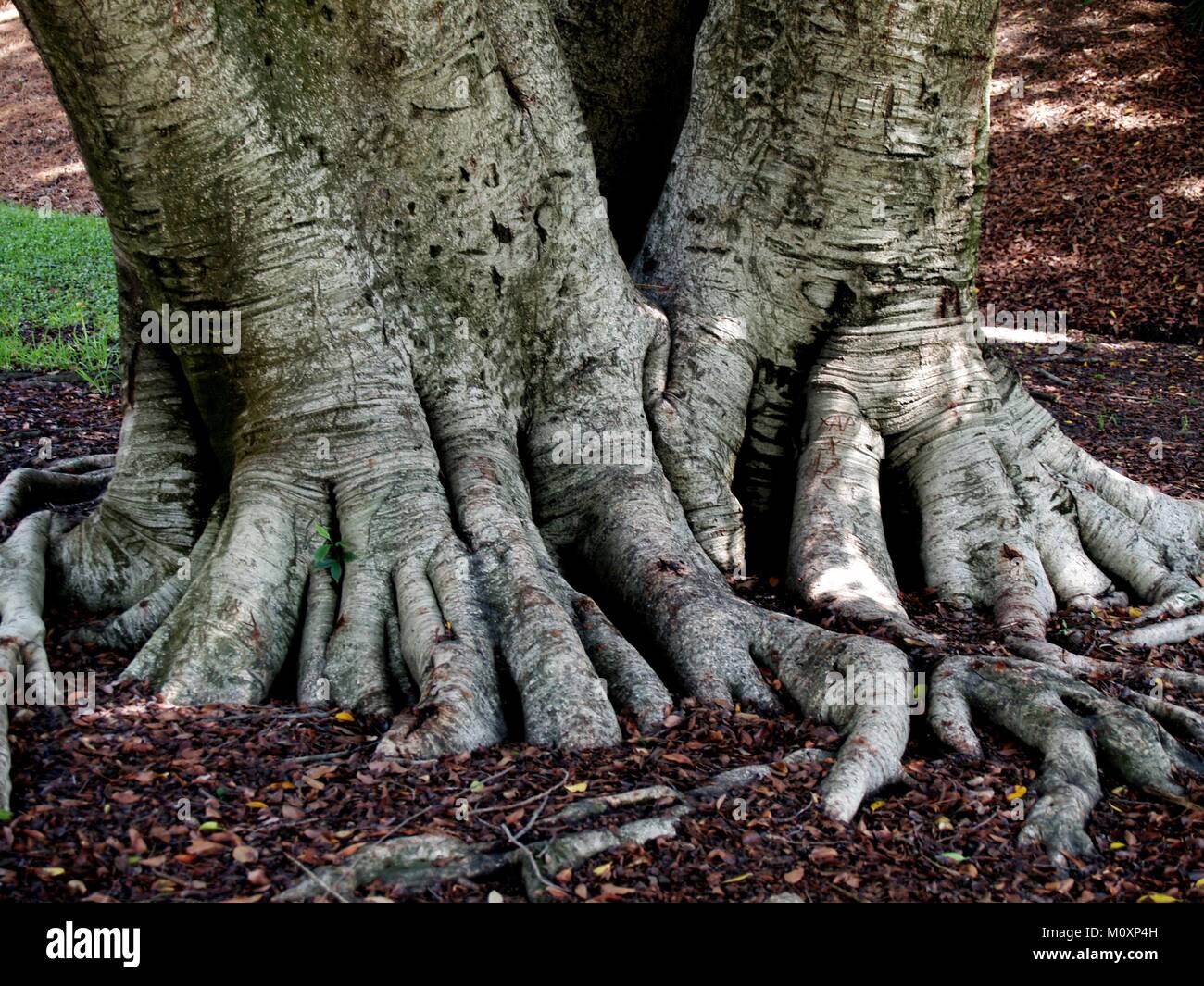 Ficus elastica roots Stock Photo - Alamy