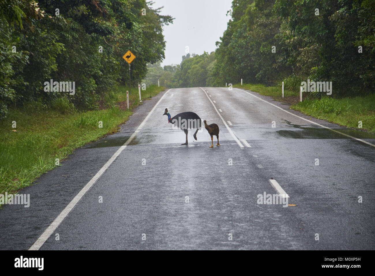 Mother and baby cassowaries cross the road.In the rain in New south ...
