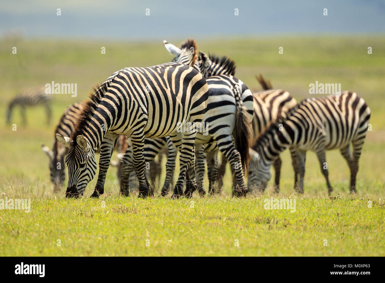 The plains zebra, also known as the common zebra or Burchell's zebra ...
