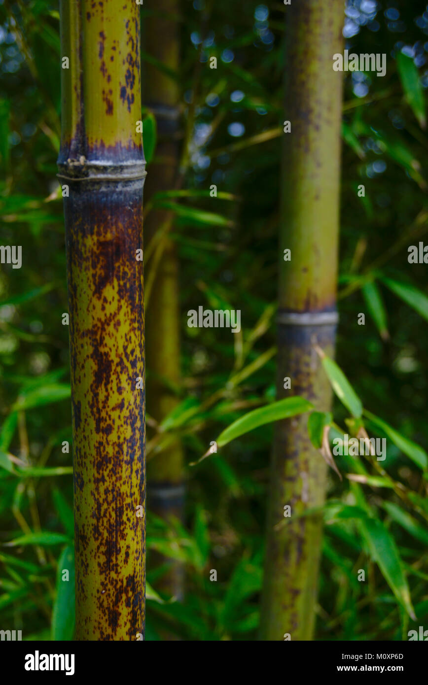 Bamboo stem closeup Stock Photo - Alamy