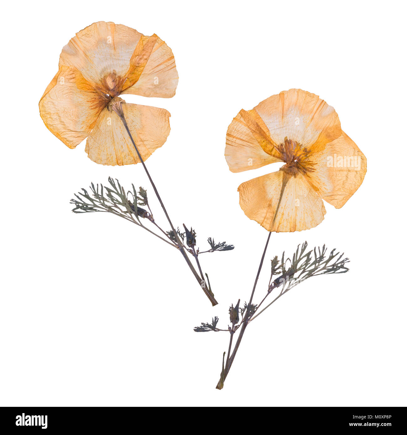 Dried and pressed the spring flowers isolated on white background ...