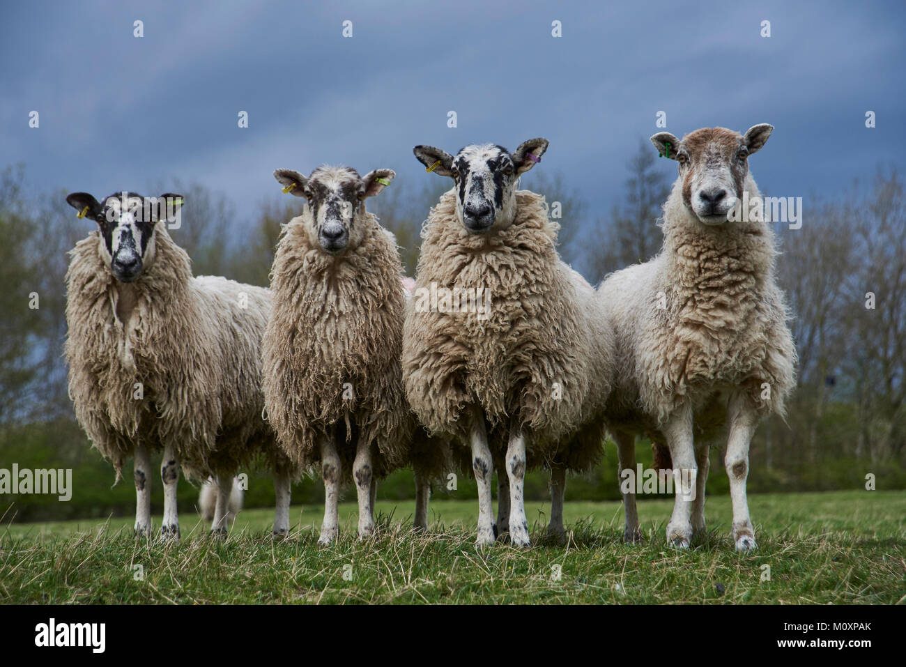 Sheep muddy field hi-res stock photography and images - Alamy