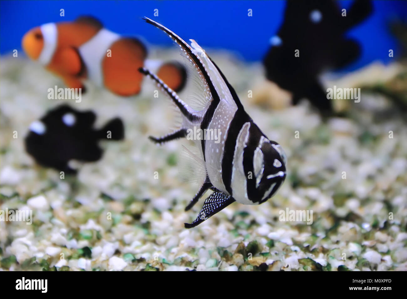 Image of aquarium fish in blue water Stock Photo - Alamy