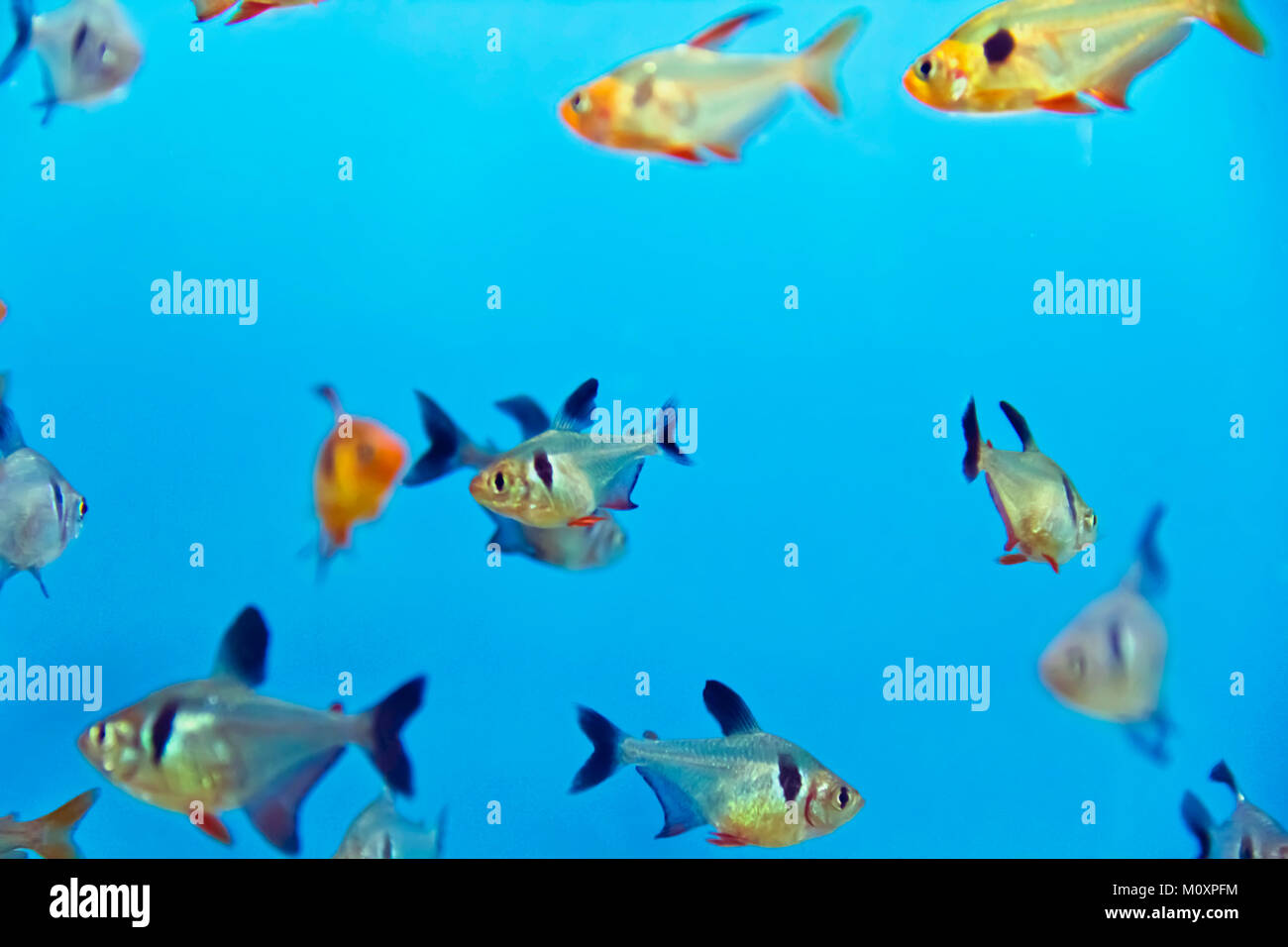 Photo of aquarium fish in blue water Stock Photo - Alamy
