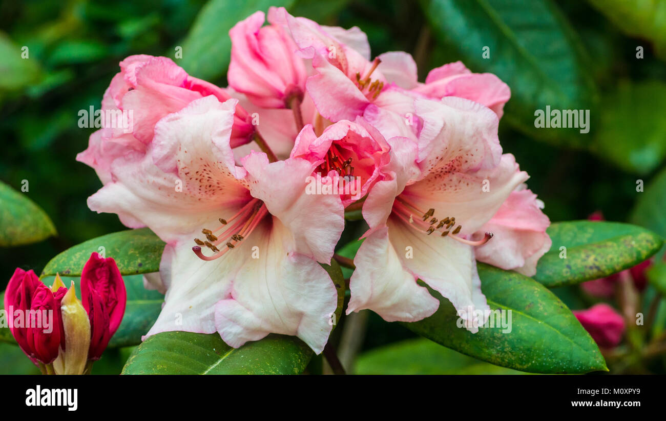 A macro shot of a pink rhododendron bush bloom Stock Photo - Alamy