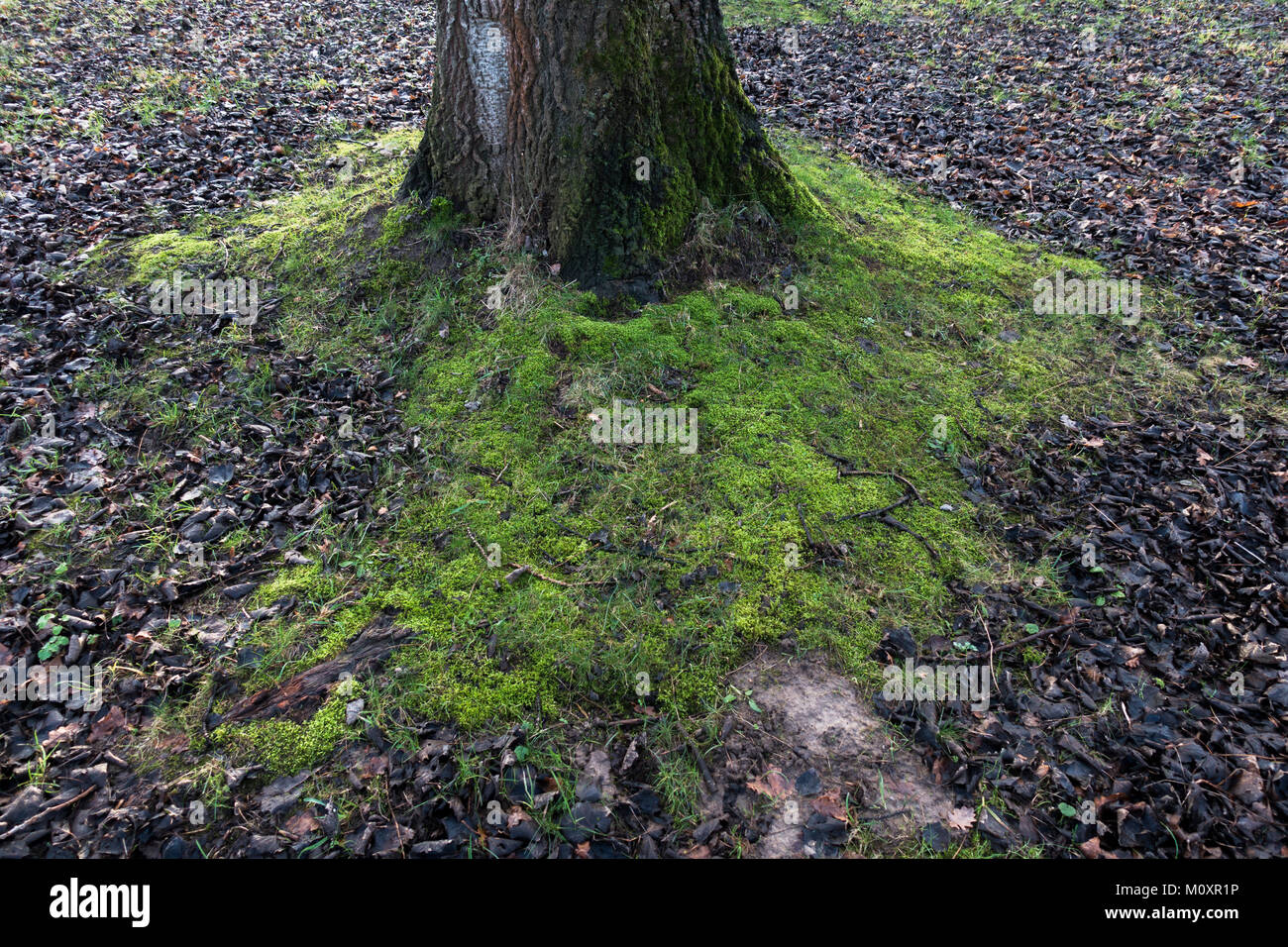 Tree foot roots hi-res stock photography and images - Alamy