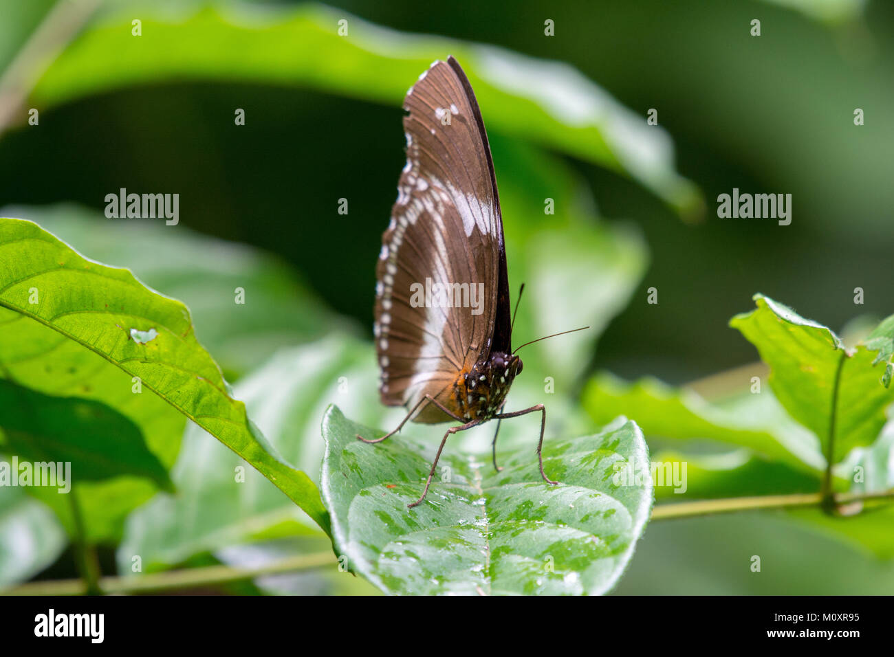 Frontal view butterfly hi-res stock photography and images - Alamy