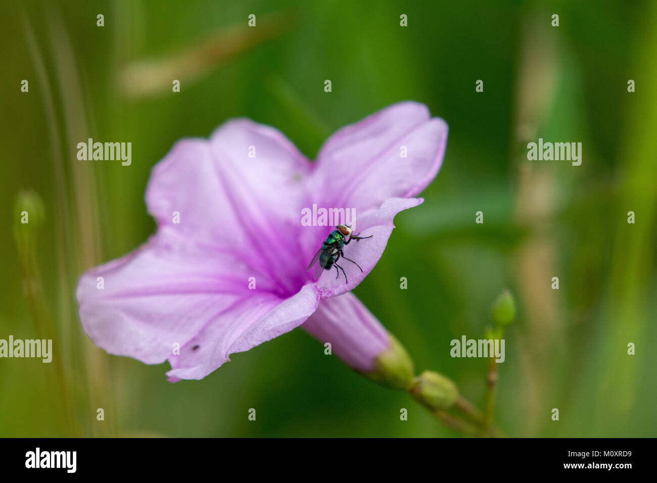 green fly on purple flower Stock Photo - Alamy