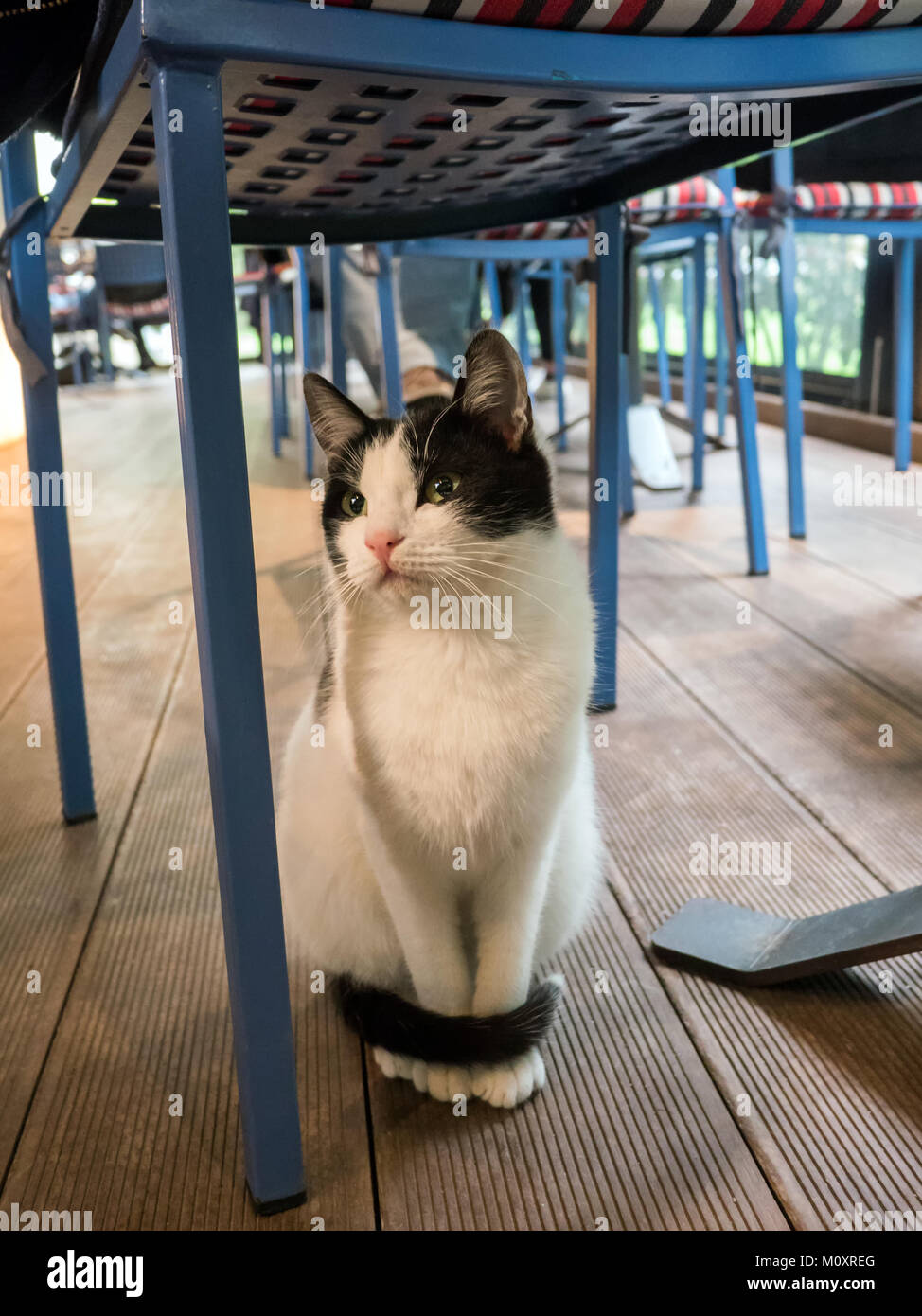 Cat under the table hi-res stock photography and images - Alamy