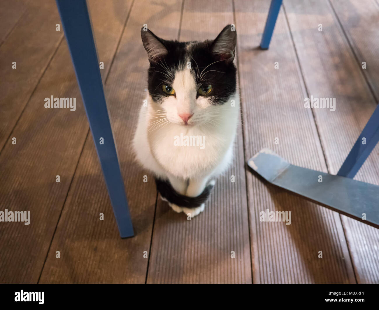 Cat under the table hi-res stock photography and images - Alamy