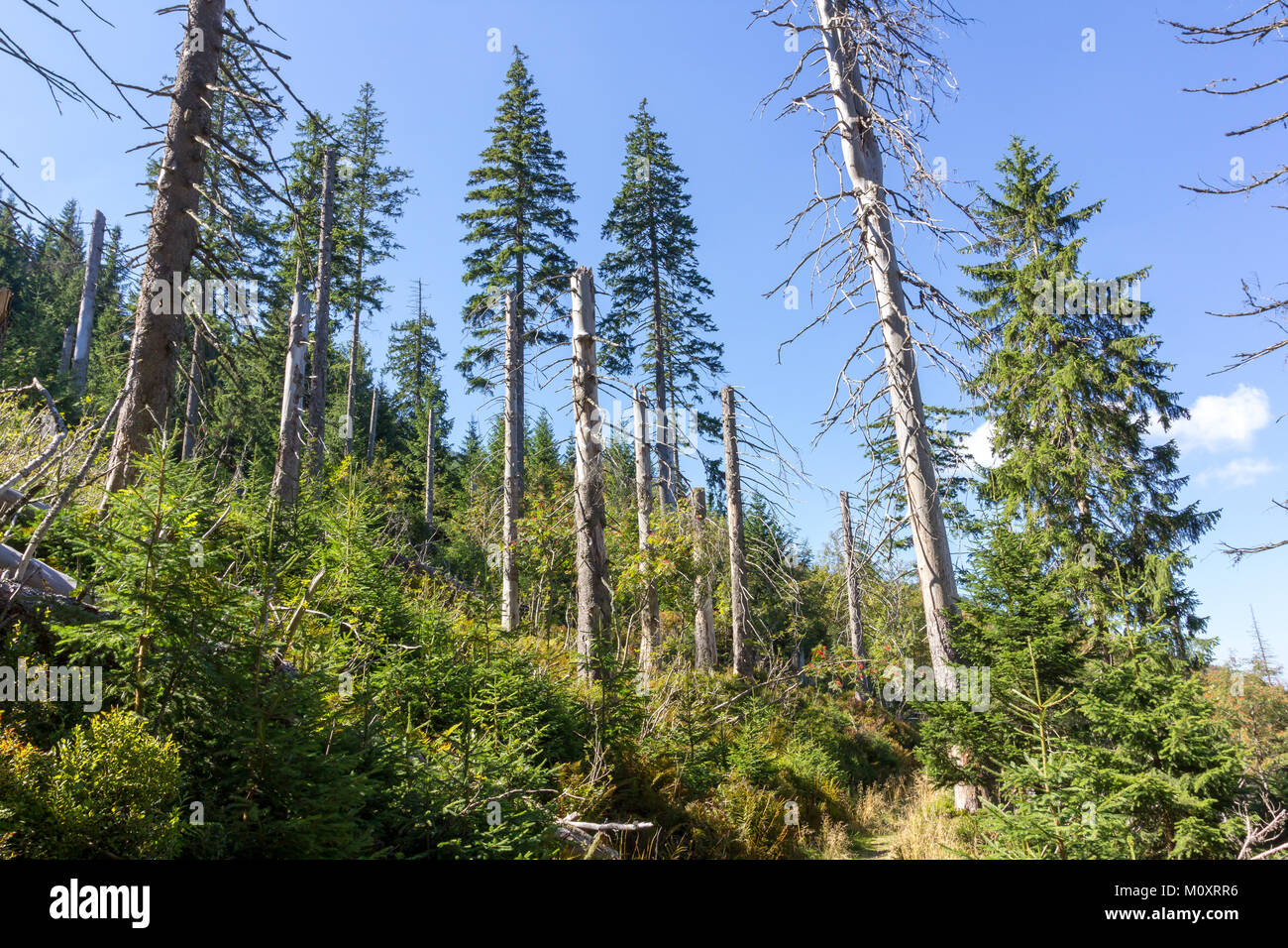 Dead forest trees deadwood deforestation hi-res stock photography and ...