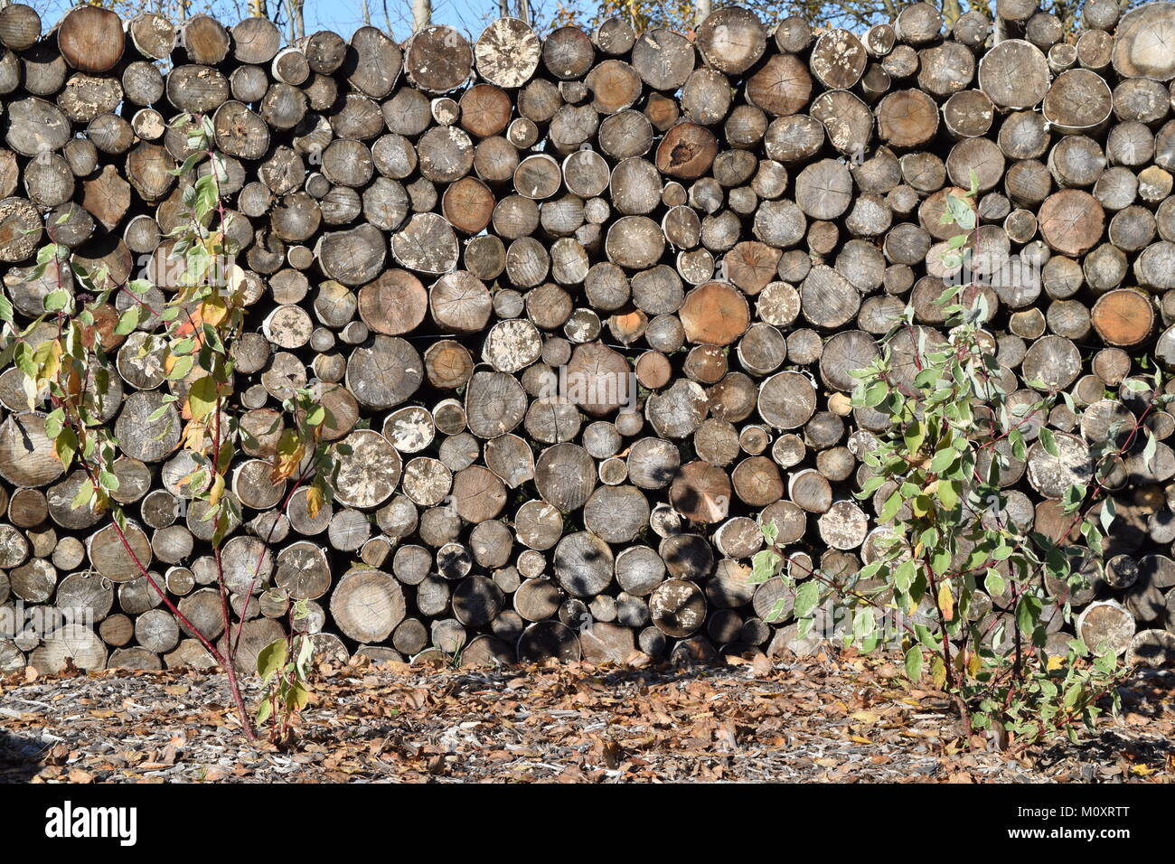 a lot round cutted logs in nature Stock Photo - Alamy