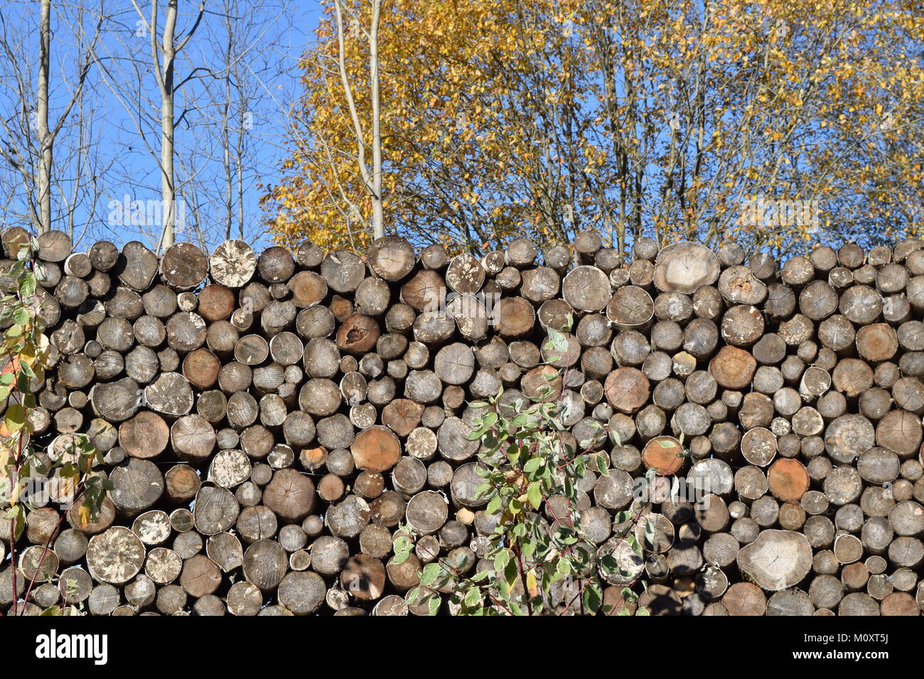 a lot round cutted logs and beautiful trees in nature Stock Photo - Alamy