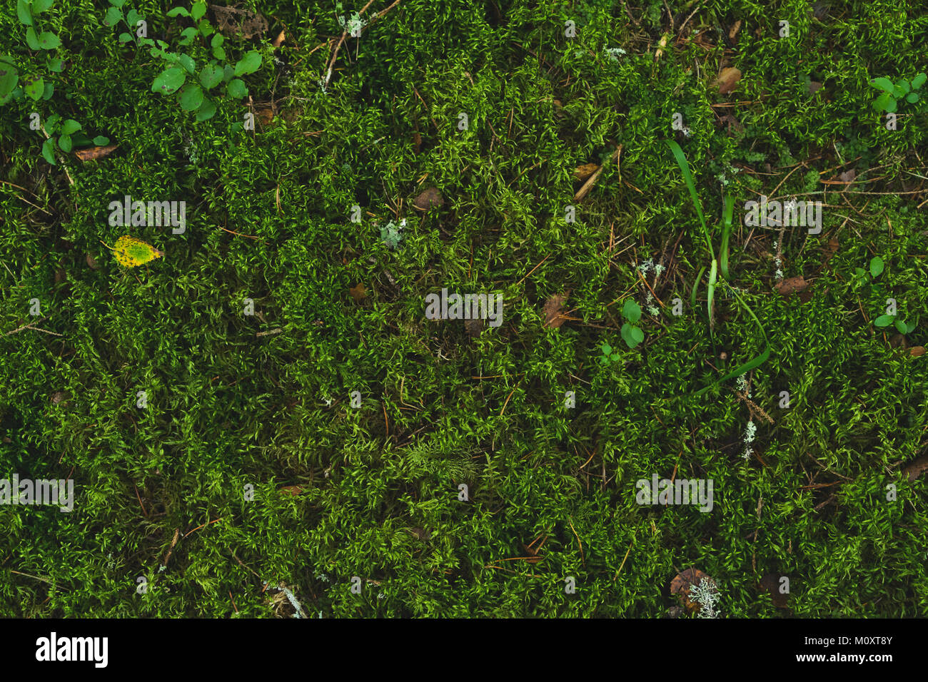 Greeen soft moss Stock Photo - Alamy