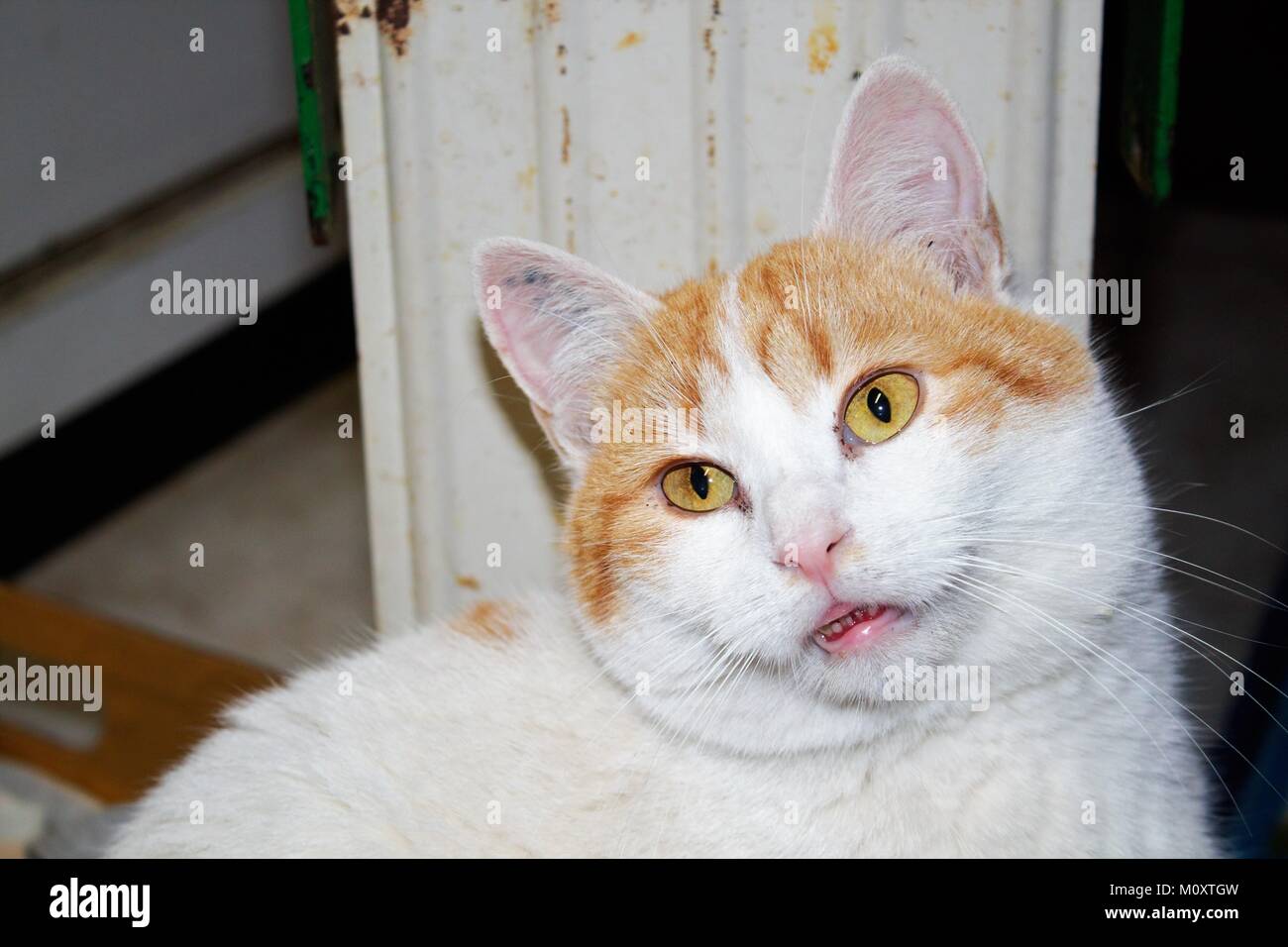 Stray animals hi-res stock photography and images - Alamy