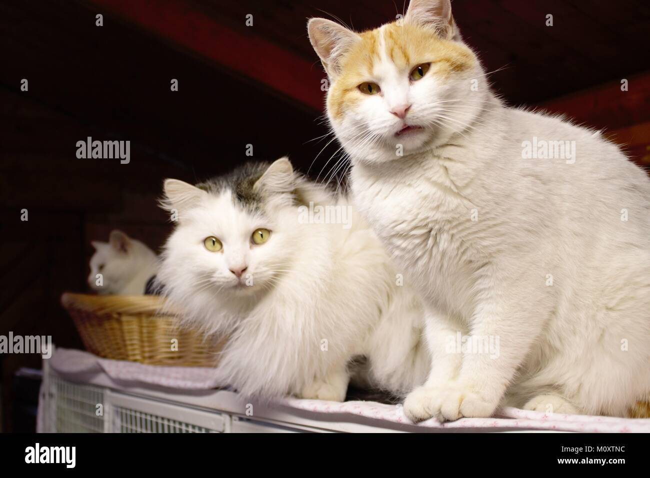 Stray animals hi-res stock photography and images - Alamy