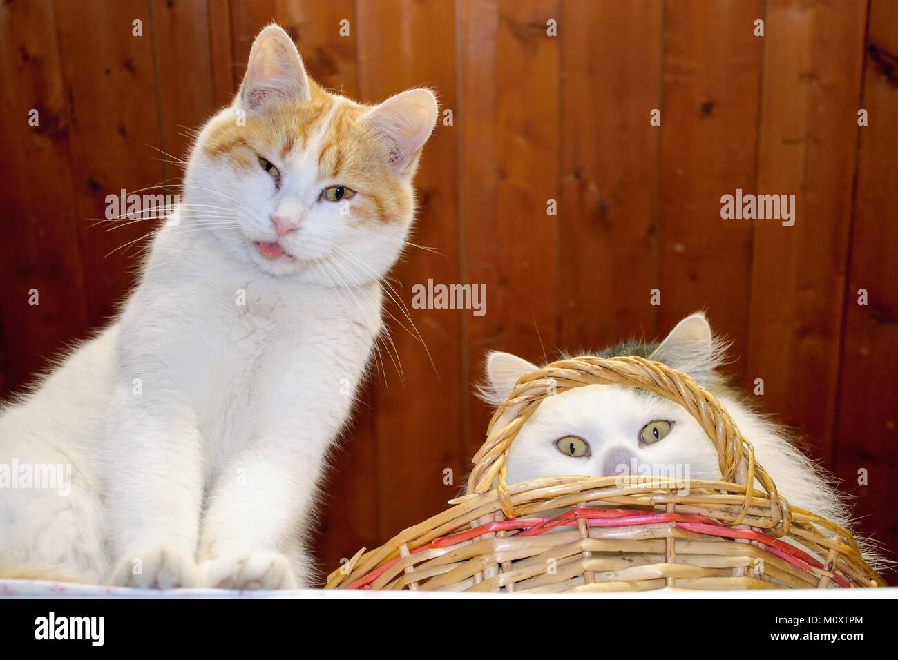 Cat and box hi-res stock photography and images - Alamy