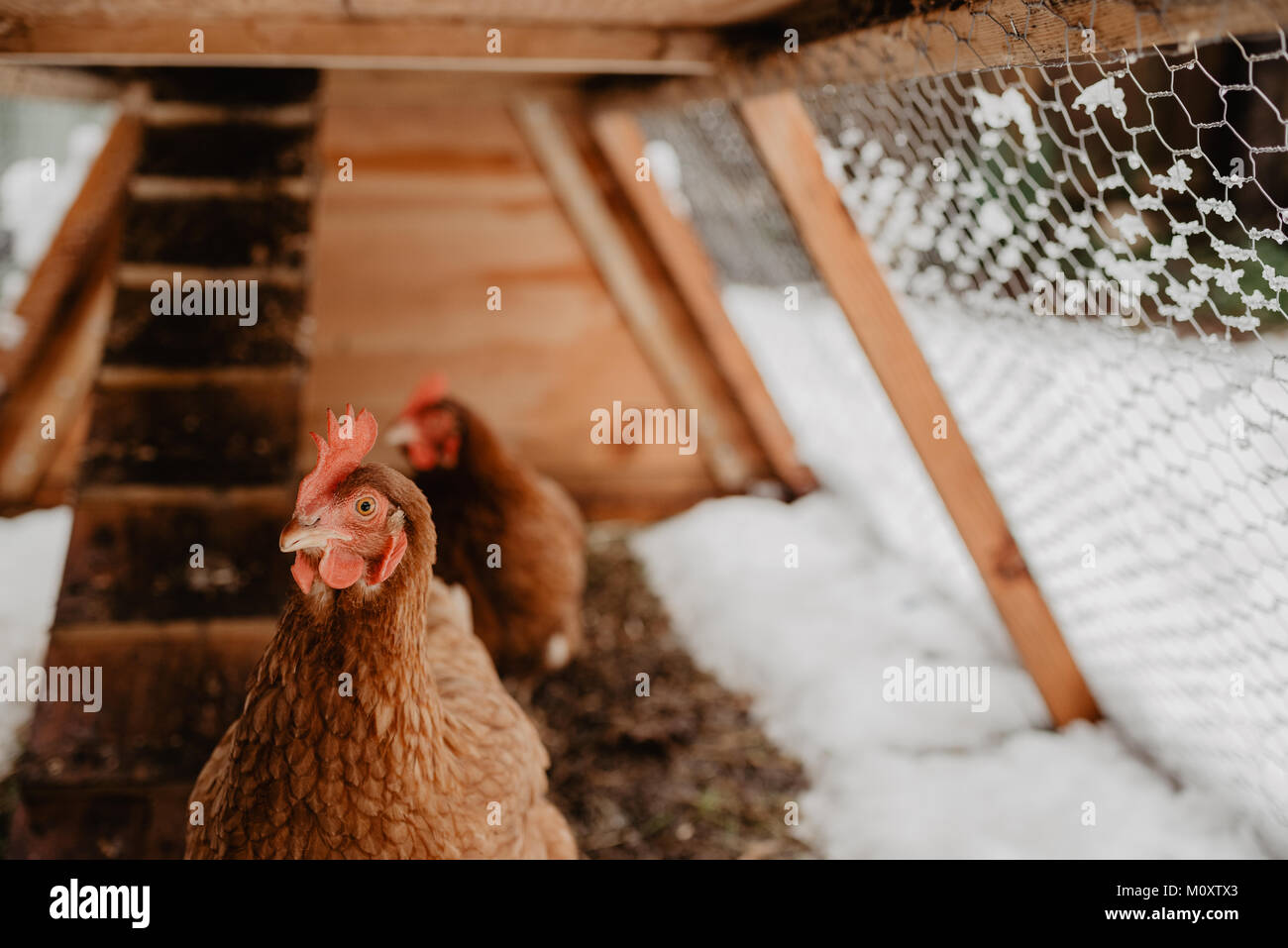 Chicken coup hi-res stock photography and images - Alamy