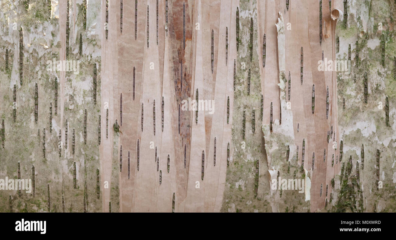 Silver birch tree bark hi-res stock photography and images - Alamy