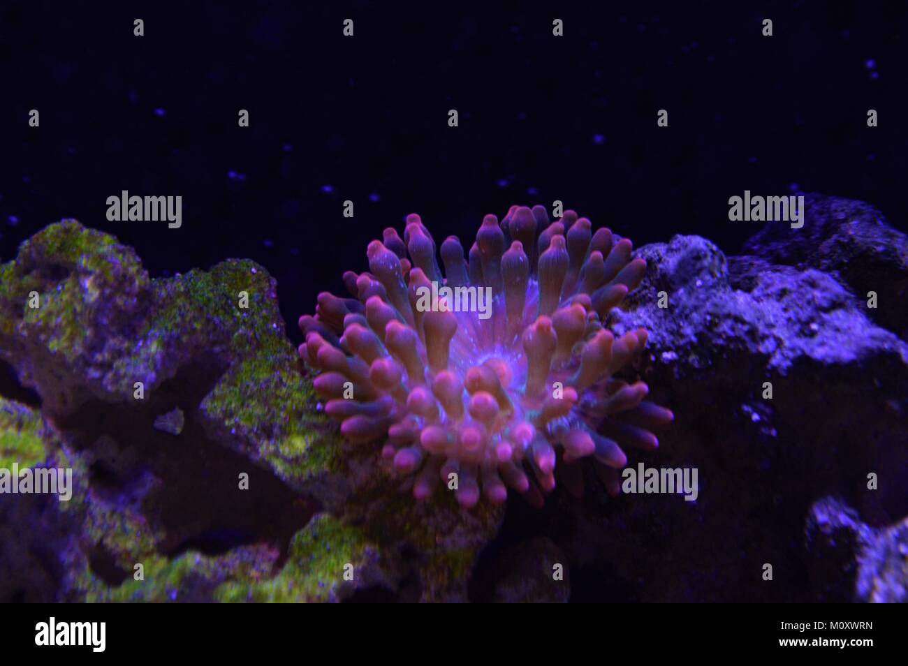 Rose sea anemone hi-res stock photography and images - Alamy