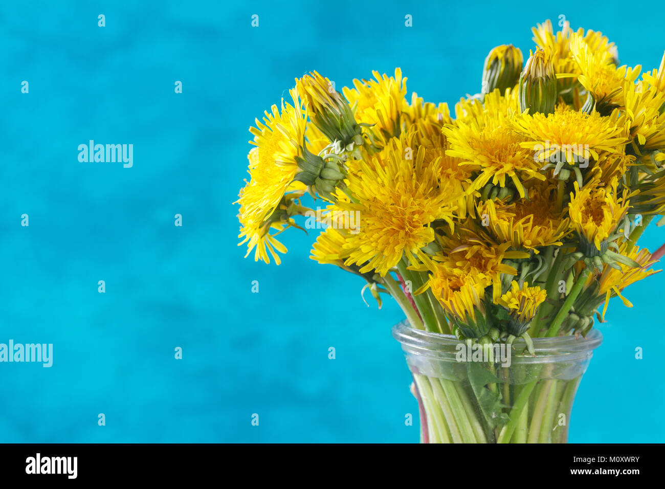 White dandelion on blue Stock Photo - Alamy