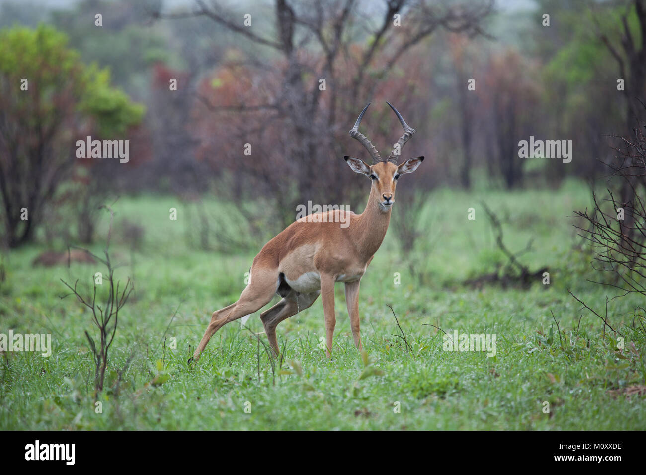 Male Springbok Urinating In Game Reserve In South Africa With Dew Drops ...