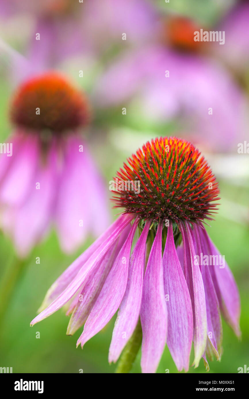 Cone flower hi-res stock photography and images - Alamy