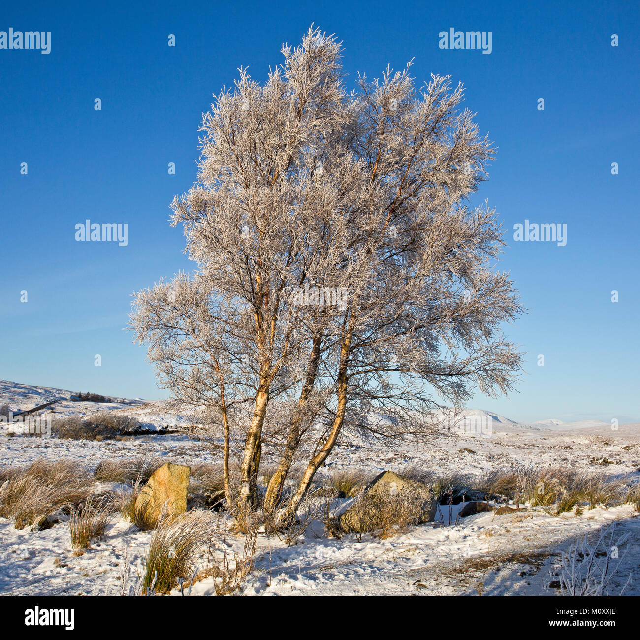 Rannoch Moor, Scotland, frozen birch tree in winter Stock Photo - Alamy