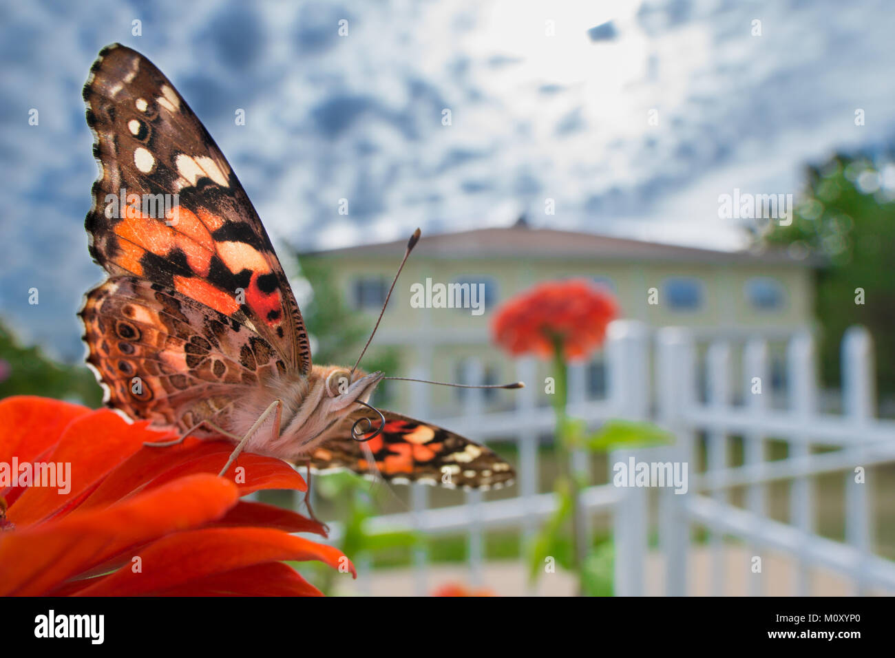 Best picture of Butterfly Stock Photo - Alamy